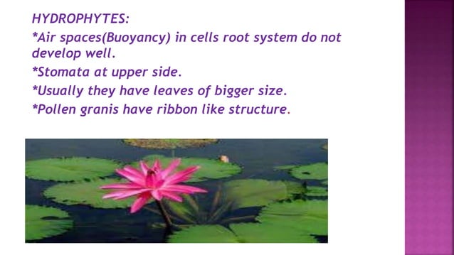 ppt botany | PPT