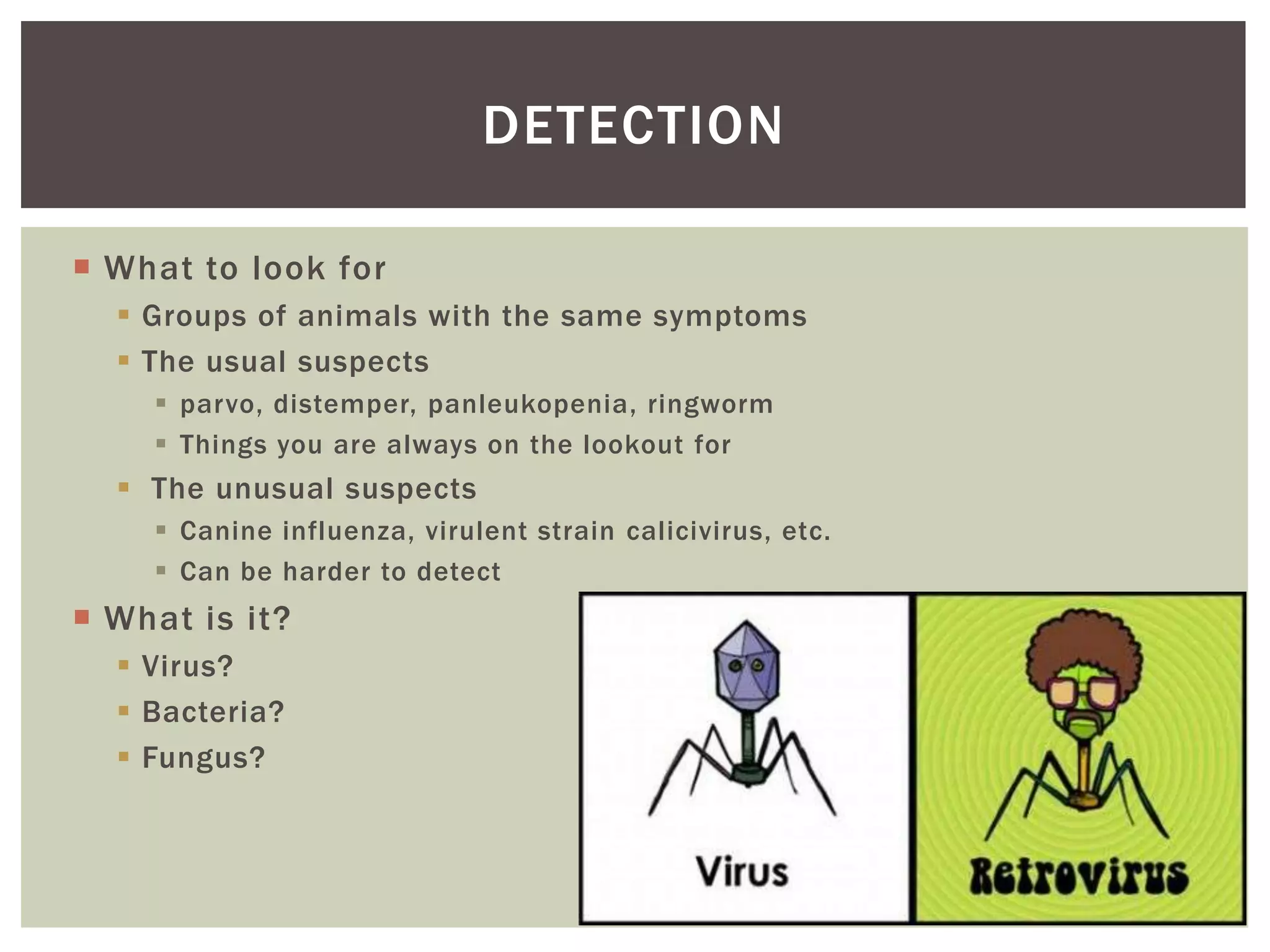 Panleukopenia and calicivirus | PPTX