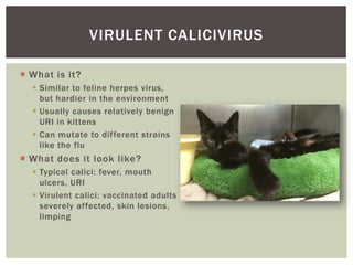 Panleukopenia and calicivirus | PPTX