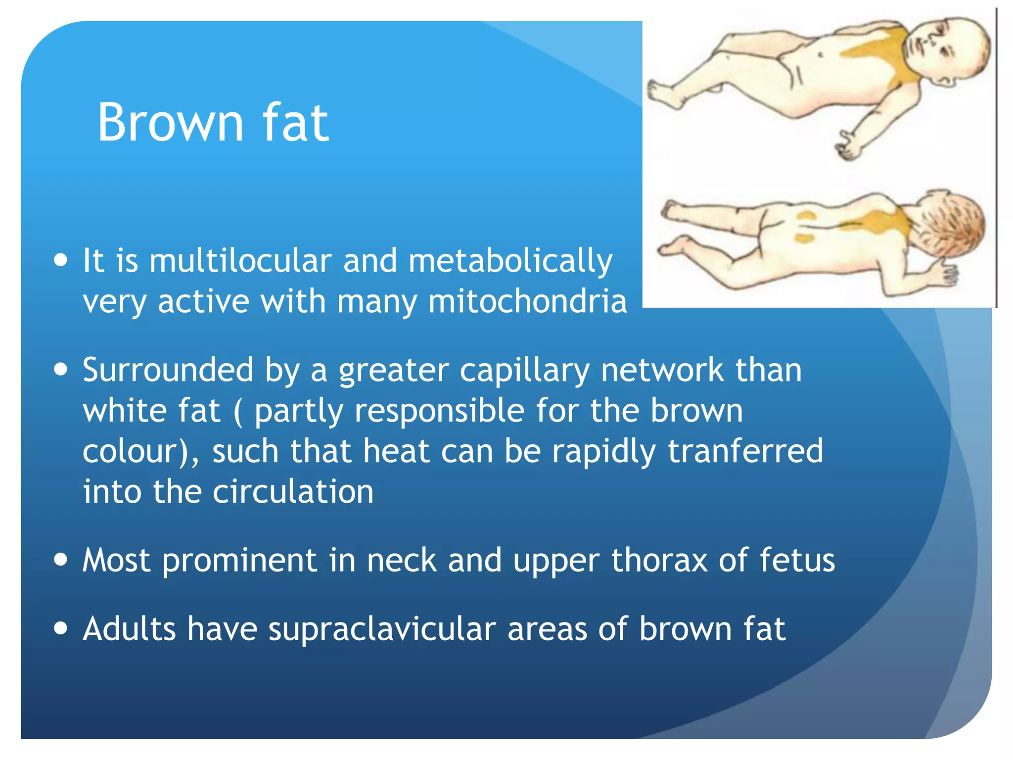Panniculus (adipose/fat tissue) | PPT