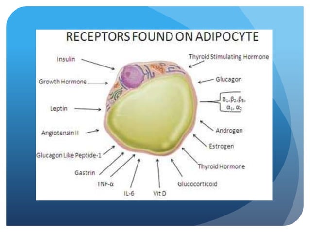 Panniculus (adipose/fat tissue) | PPT