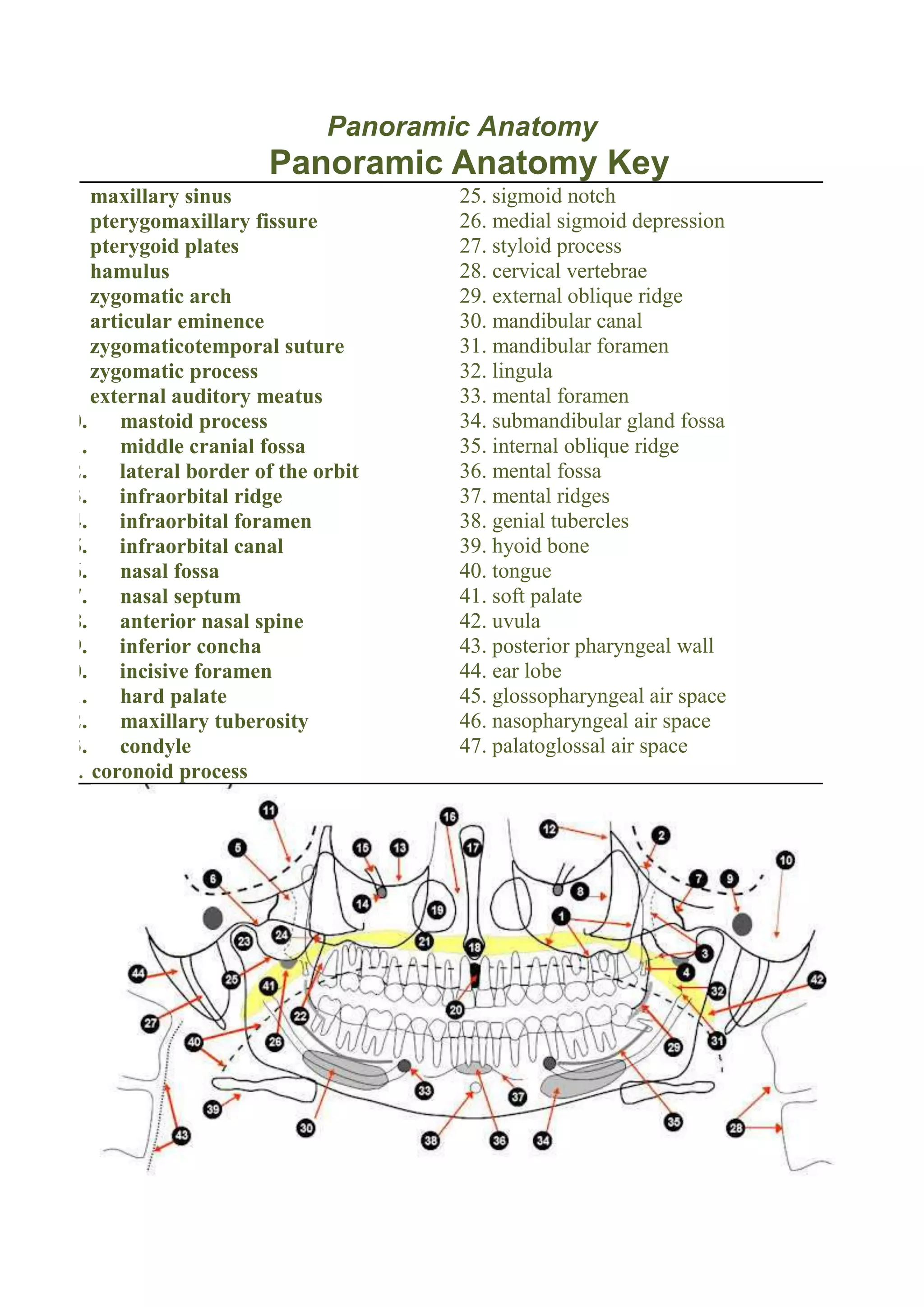 Panoramic anatomy | DOCX