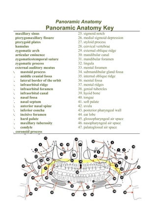 Panoramic anatomy | DOCX | Death, Injury, or Military Conflict ...
