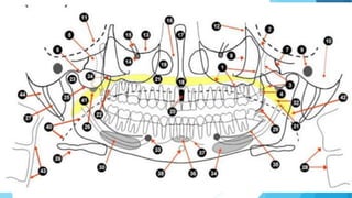 Panoramic radiograph | PPTX