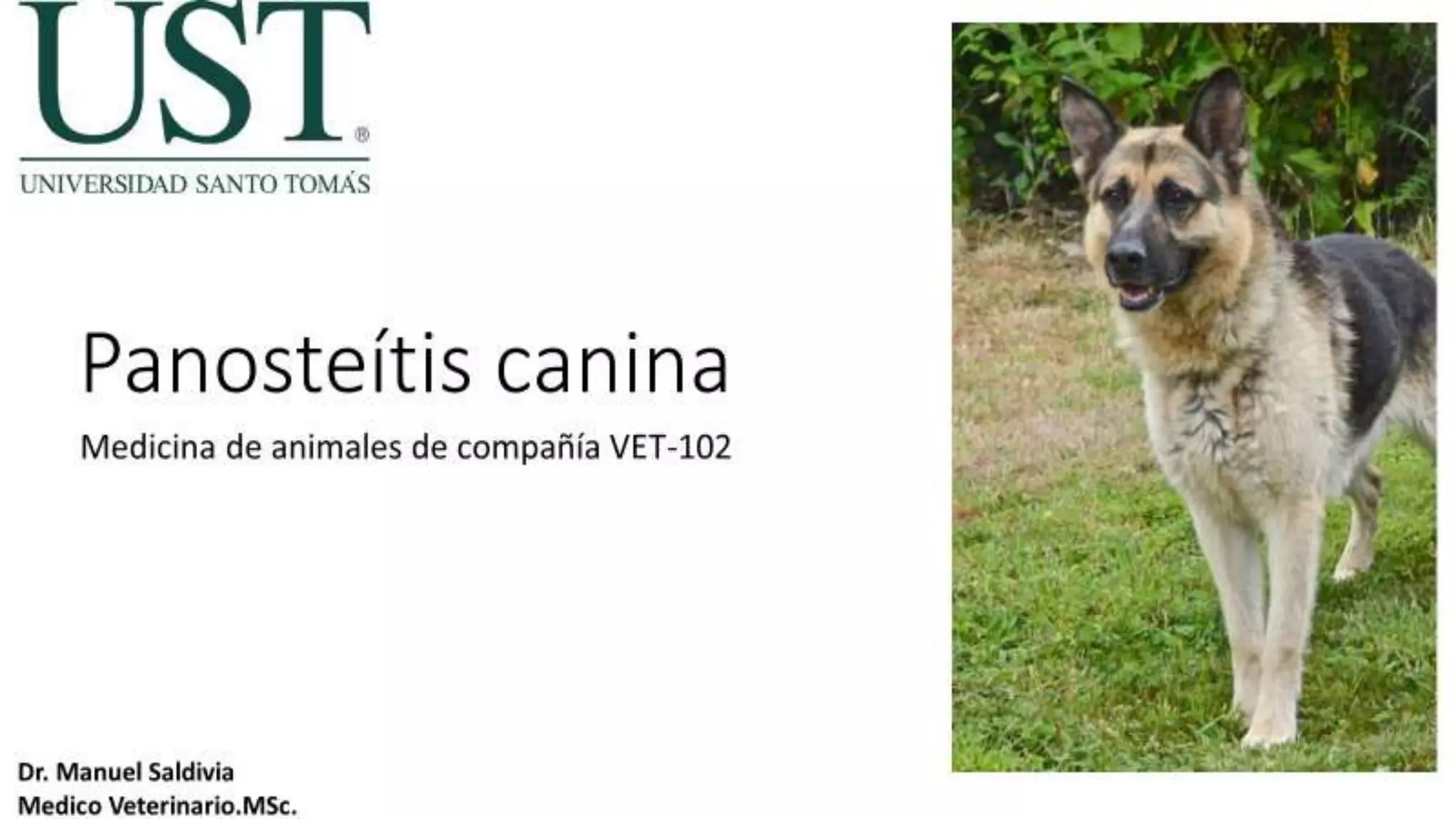Panosteitis canina | PPTX