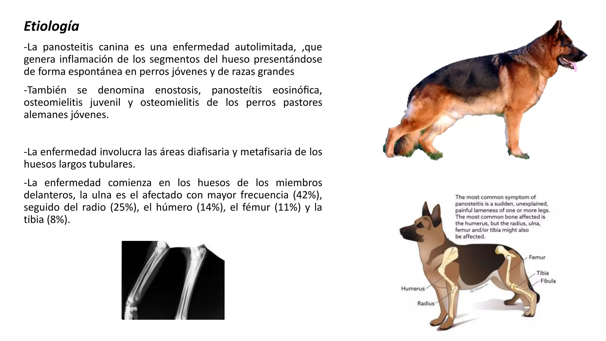 Panosteitis canina | PPT