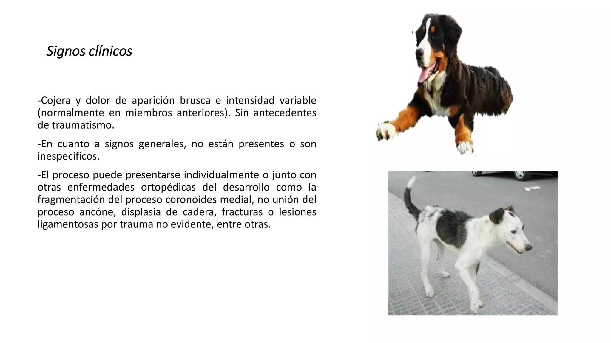 Panosteitis canina | PPT