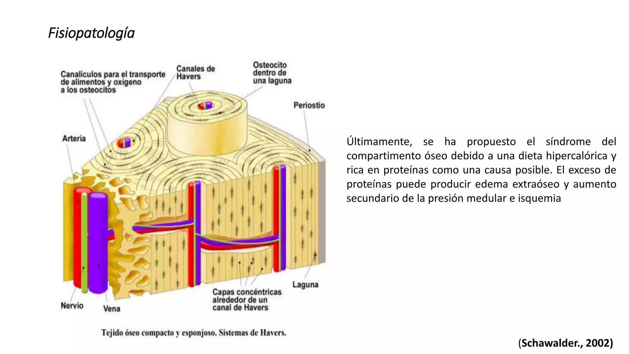 Panosteitis canina | PPT