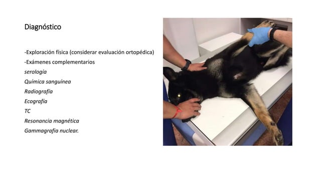 Panosteitis canina | PPT