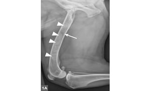 Panosteitis canina | PPTX