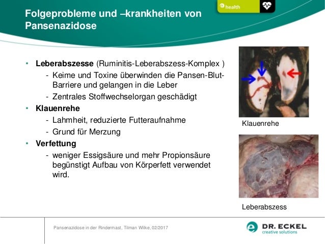 Pansenazidose in der Rindermast - Entstehung, Konsequenzen und Prophy…