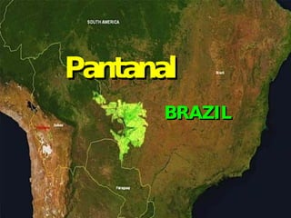 Pantanal Brasil | PPS
