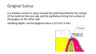pegah pourmand | PPTX | Dental Health | Diseases and Conditions