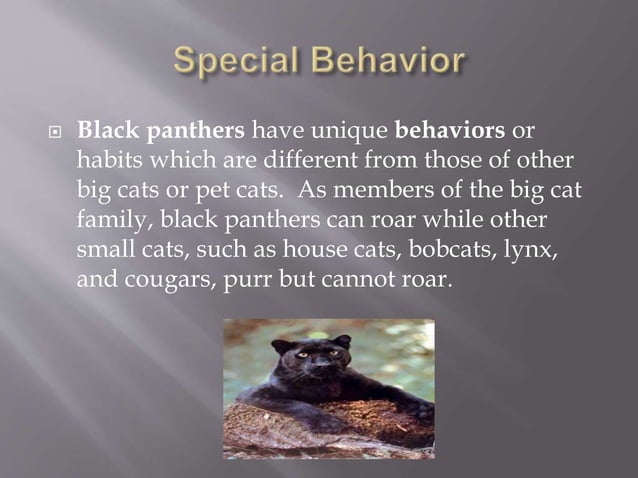 Panther | PPTX