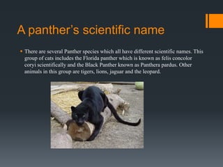 Panther | PPTX