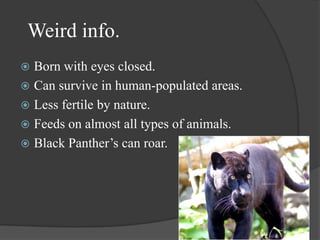 Panthers Types