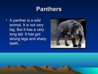 Panthers | PPT