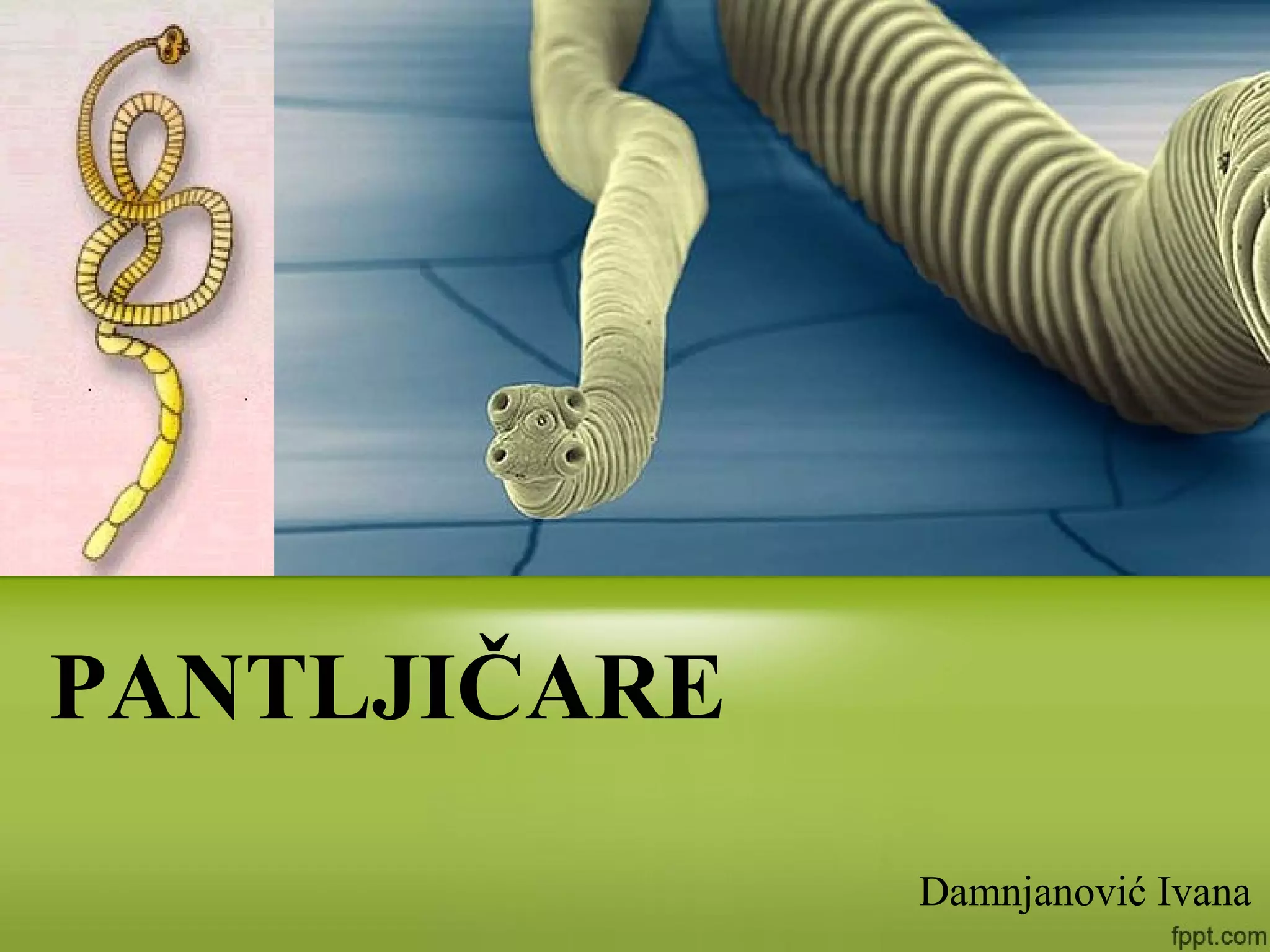 Pantljičare | PPT