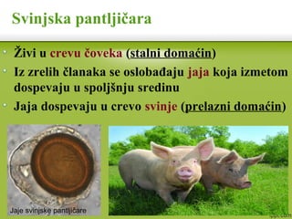 Pantljičare | PPT
