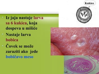 Pantljičare | PPT