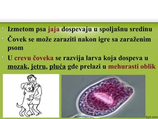 Pantljičare | PPT