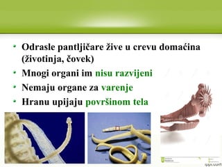 Pantljičare | PPT