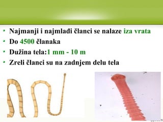 Pantljičare | PPT
