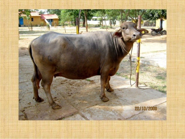 Bhadawari - Alchetron, The Free Social Encyclopedia