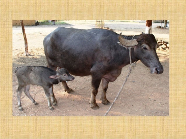 Bhadawari - Alchetron, The Free Social Encyclopedia