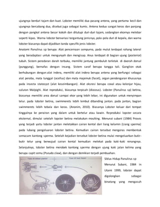 Panulirus sp (Lobster) - Zoologi invertebrata - Tugas Paper | DOCX