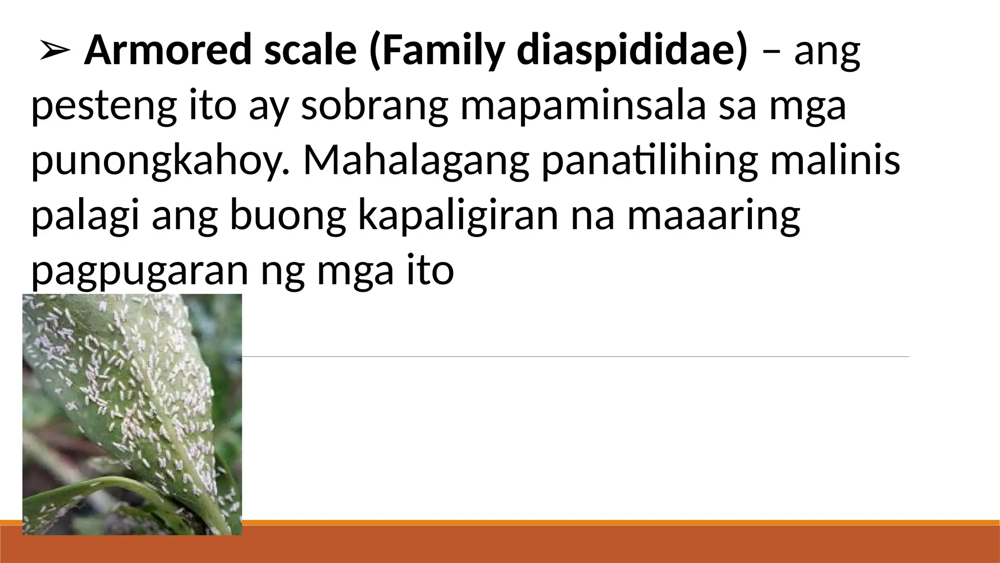 naisasagawa ang masistemang pagsugpo ng peste at kulisap ng mga halaman ...
