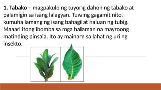 naisasagawa ang masistemang pagsugpo ng peste at kulisap ng mga halaman ...