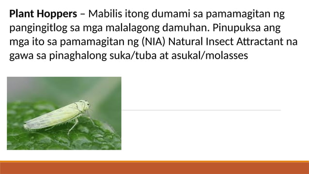 naisasagawa ang masistemang pagsugpo ng peste at kulisap ng mga halaman ...