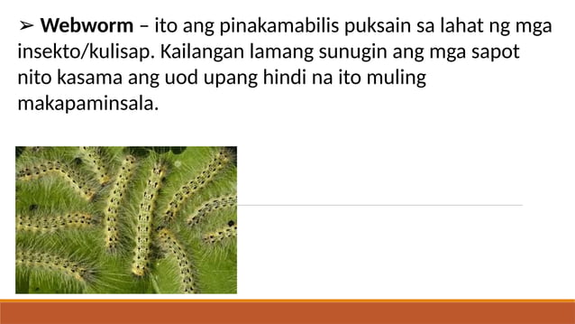 naisasagawa ang masistemang pagsugpo ng peste at kulisap ng mga halaman ...