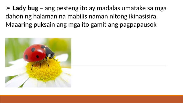 naisasagawa ang masistemang pagsugpo ng peste at kulisap ng mga halaman ...