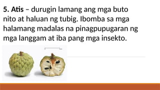 mga Insektong mapanira sa halamang gulay. | PPTX