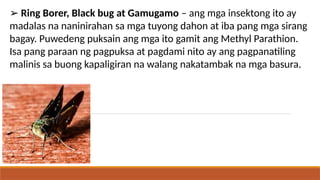 mga Insektong mapanira sa halamang gulay. | PPTX