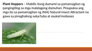 mga Insektong mapanira sa halamang gulay. | PPTX