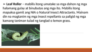 mga Insektong mapanira sa halamang gulay. | PPTX