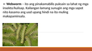 mga Insektong mapanira sa halamang gulay. | PPTX
