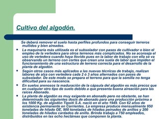 Circuito del algodon | PPT
