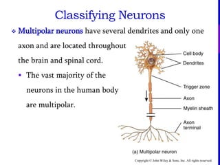 Multipolar Neuron Input Zones