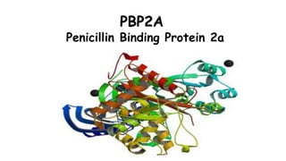 PBP2a | PPT