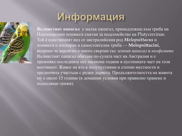 Papagalite ot martin-chakarov | PPT