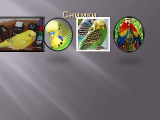 Papagalite ot martin-chakarov | PPT