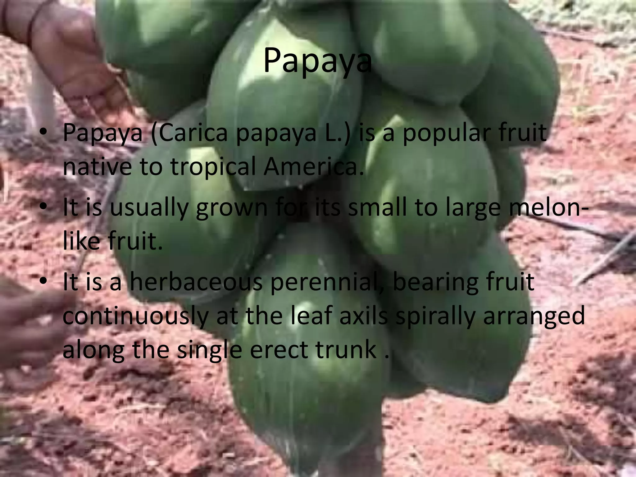 papaya papain ..... Enzyme | PPTX