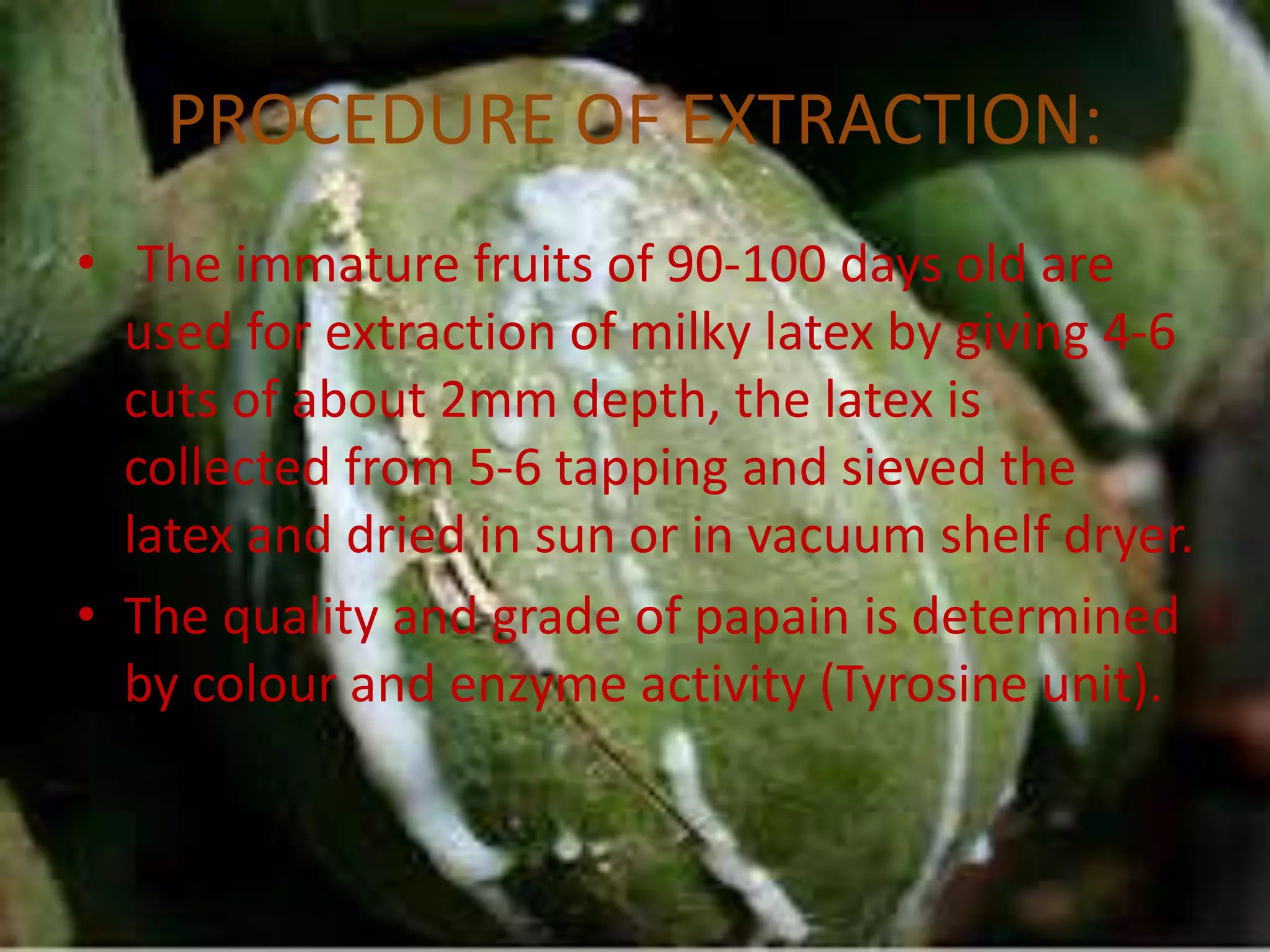 papaya papain ..... Enzyme | PPTX