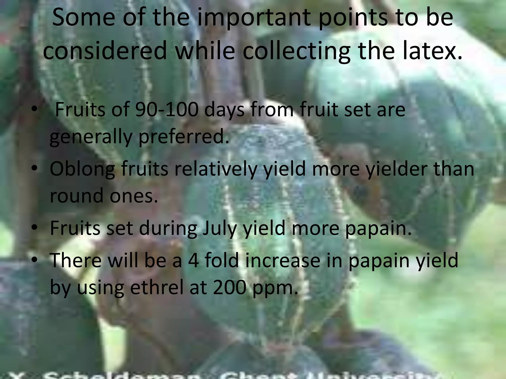 papaya papain ..... Enzyme | PPTX