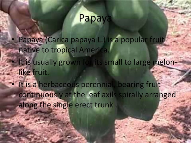 papaya papain ..... Enzyme | PPTX | Vegetarian Diets | Food & Drink