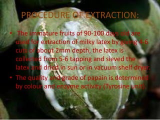 papaya papain ..... Enzyme | PPTX